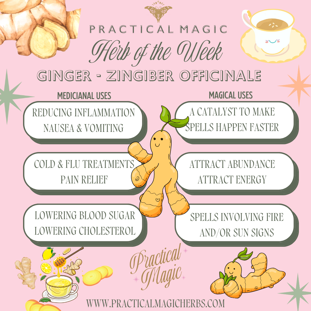 Ginger - Herb of the Week – PracticalMagic